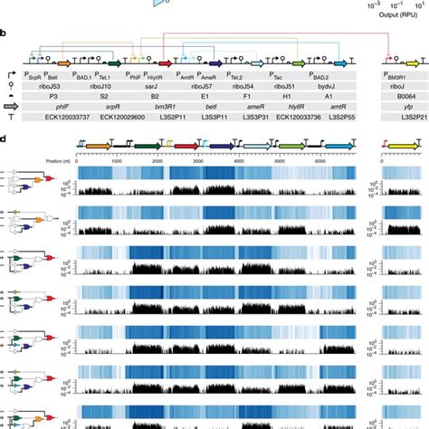 Genetic Circuit Characterization Using Rna Seq And Ribosome Profiling A Download Scientific