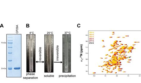 Temperature Dependent Phase Separation Of Rna Binding Proteins In Chloroplasts Molecular