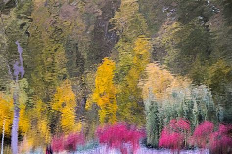 Premium Photo Close Up Of Multi Colored Trees In Forest