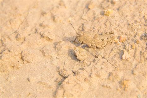 Locust Nymph Stock Image Image Of Close Bugs Locusts 242657353