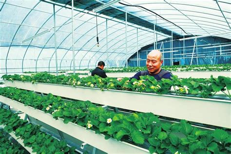 果蔬大棚里的致富经凤凰网甘肃 凤凰网