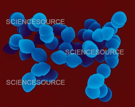 Enterococcus Faecium Sem Stock Image Science Source Images