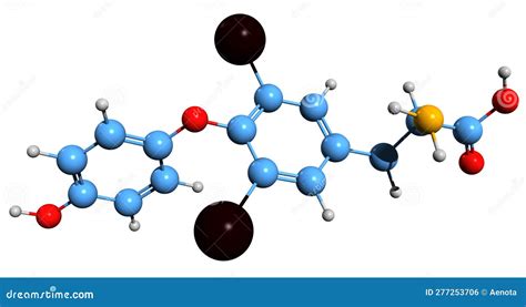 Structure Thyroid Gland Histological Structure Of Thryoid Follicle Thyroid Or Epithelial Cells