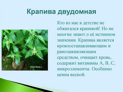 Полезные дикорастущие растения Саратовской области - презентация онлайн