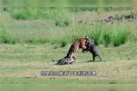 老虎捕杀野猪却被鳄鱼偷袭但老虎也有暴揍鳄鱼的时候 鳄鱼 老虎 偷袭