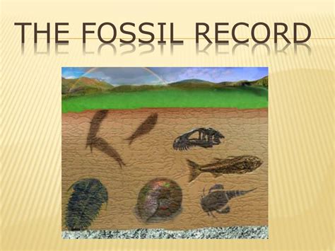 Ppt The Fossil Record Powerpoint Presentation Free Download Id 5553357