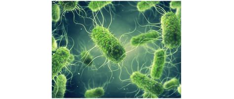 Lý thuyết thành tựu của công nghệ vi sinh vật và ứng dụng của vi sinh vật Sinh Cánh diều