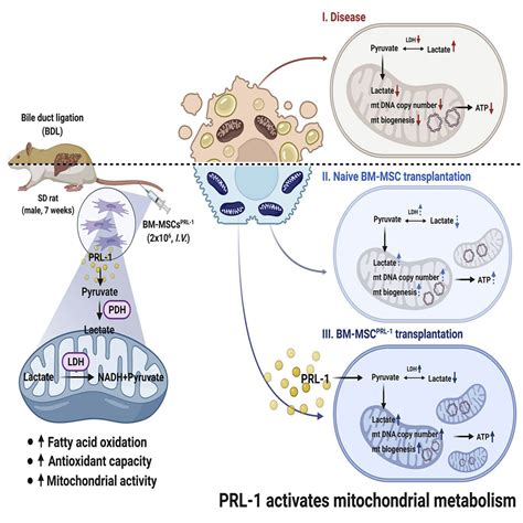 Increased Prl 1 In Bm Derived Mscs Triggers Anaerobic Metabolism Via Mitochondria In A