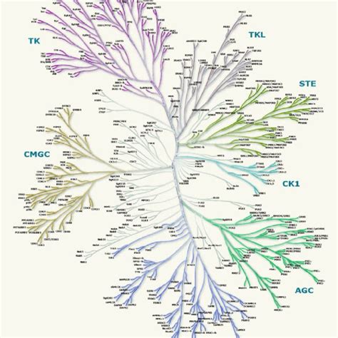 The Human Kinase Phylogenetic Tree Manning Et Al 2002 Download Scientific Diagram