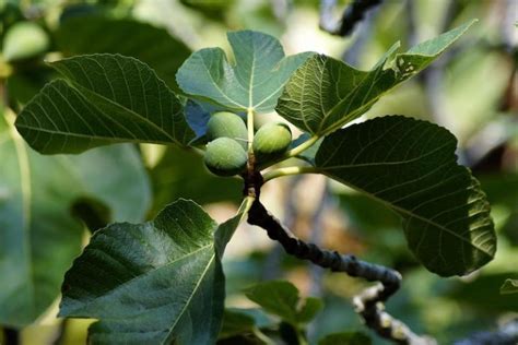 Fig Tree Varieties In Australia Black Genoa Vs Brown Turkey Ultimate Backyard