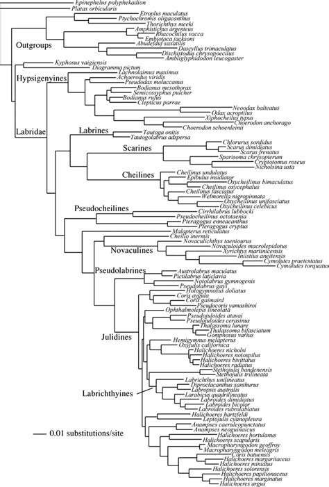 Bayesian Phylogeny Of The Labridae With The Maximum Likelihood ¡ln L D Download Scientific