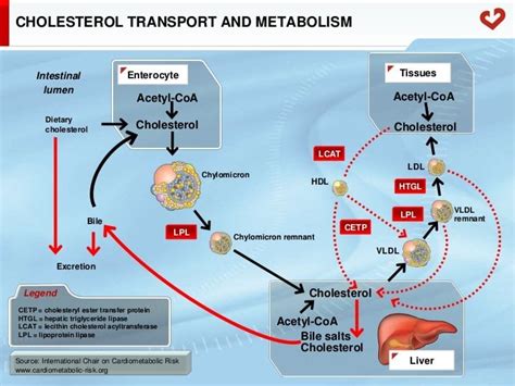 Triglyceride Lowering Lpl More Important Than Ldl C Ketoscience