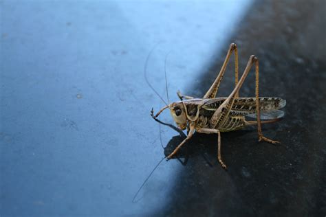 Free Photo Grasshopper Animal Hopper Insect Free Download Jooinn