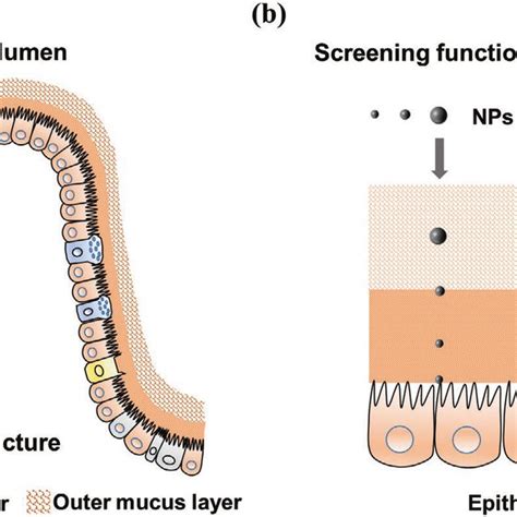 The Two Mucus Layers Of The Intestine And Their Function A Summary