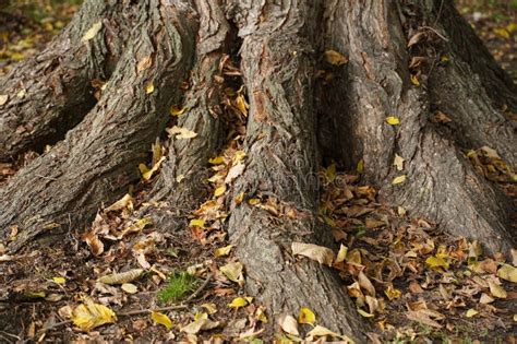 Old Tree With Large Trunk And Big Roots Above The Ground Stock Photo Image Of Wood Backdrop