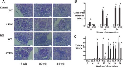 Renal Morphology And Urinary Protein Excretion In Wild Type Wt Or W