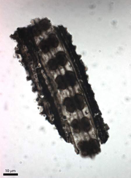 Dung Reveals Dinosaurs Ate Grass Live Science