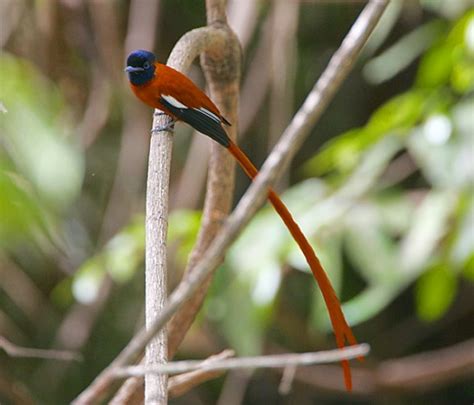 Black Headed Paradise Flycatcher Birdforum Opus Birdforum