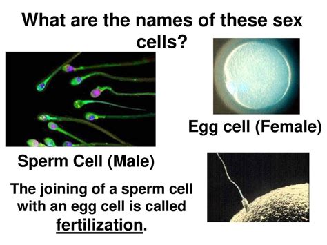 LO SWBAT Explain The Difference Between Asexual And Sexual Reproduction And Describe Different