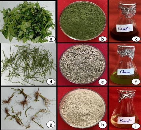 Represents Parts Of Andrographis Paniculata A Leaves B Leaves Download Scientific