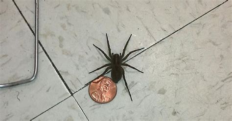 Id Request Found In Grocery Store Produce Department Northern Pa Not Sure If Its Native Or