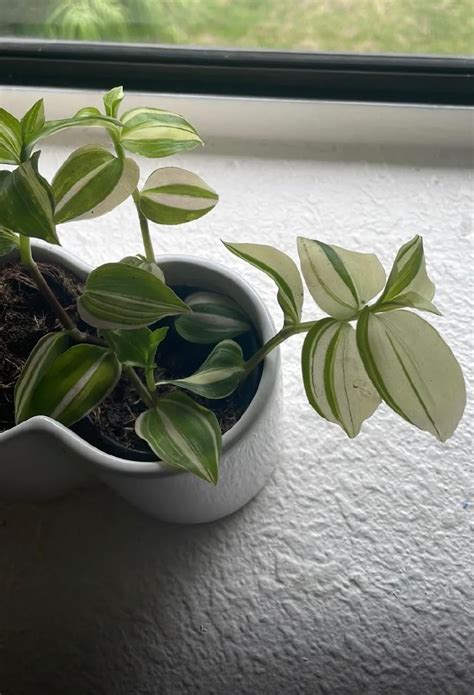 Picturethis Says This Is A Small Leaf Spiderwort Is It R