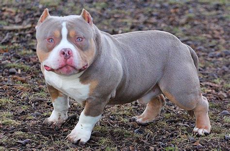 American Pocket Bully Male At Roxanne Corley Blog