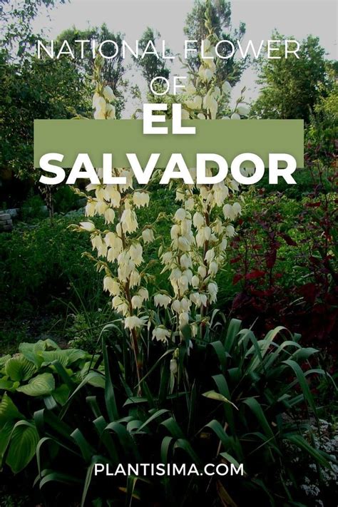 National Flower Of El Salvador Flor De Izote El Salvador Blessed