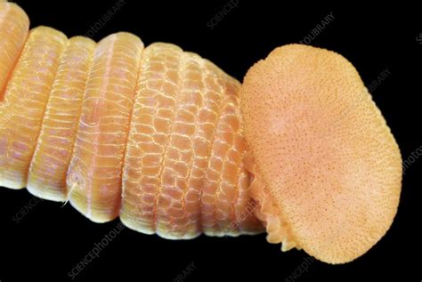 Lugworm Stock Image C004 3651 Science Photo Library