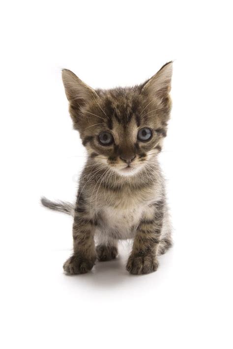 Patchy Kitten Stock Image Image Of Tiny Patchy Quiz 16788573