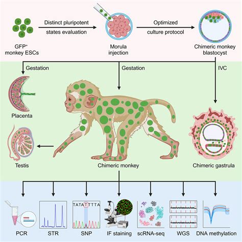 Live Birth Of Chimeric Monkey With High Contribution From Embryonic