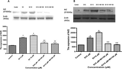Simvastatin Induces Nrf2 Expression In Hct116 And Ht 29 Cells A Download Scientific Diagram