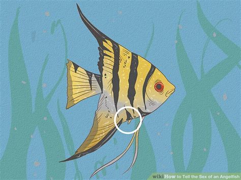 3 Ways To Tell The Sex Of An Angelfish Wikihow