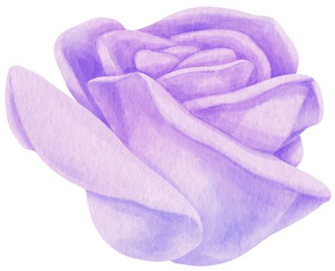 Purple Watercolor Rose Pngs For Free Download