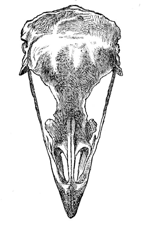 Gallus Gallus Domesticus Skull 1881 Traditional Visual Art Under