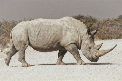 White Rhinoceros Species Classifaction Wiki Fandom