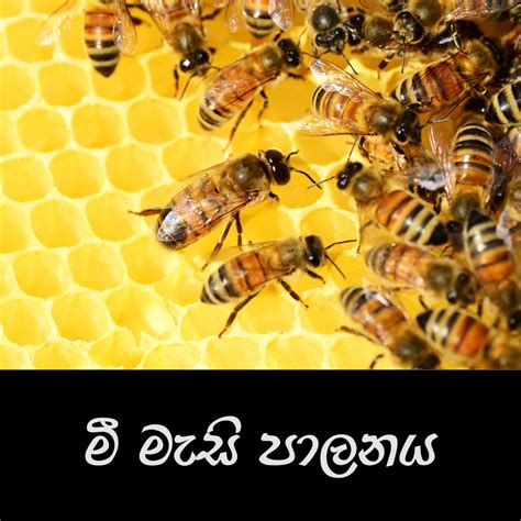 කෙටි මී මැසි පාලනය මී මැසි පාලනය යනු මිනිසුන් විසින් මී මැසි ජනපද පොදුවේ මී වද ප්‍රායෝගිකව