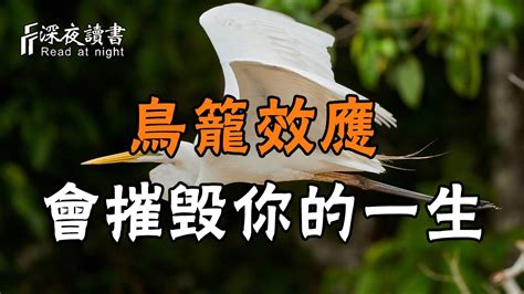 著名心理學「鳥籠效應」，會摧毀你的一生，落入人生的騙局之中！【深夜讀書】 Youtube