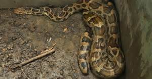 Kerala Govt Pays Compensation To Farmer Two Years After Protected Python Swallows Hens Onmanorama