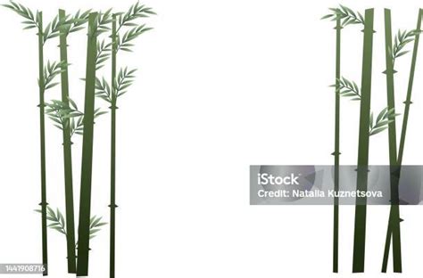 풍경 대나무 프레임입니다 열대 갈대 침대 남부 위도의 정글과 열대 우림 만화 재미있는 스타일 플랫 디자인 흰색 배경에 격리 벡터 갈대속 벼과에 대한 스톡 벡터 아트 및 기타