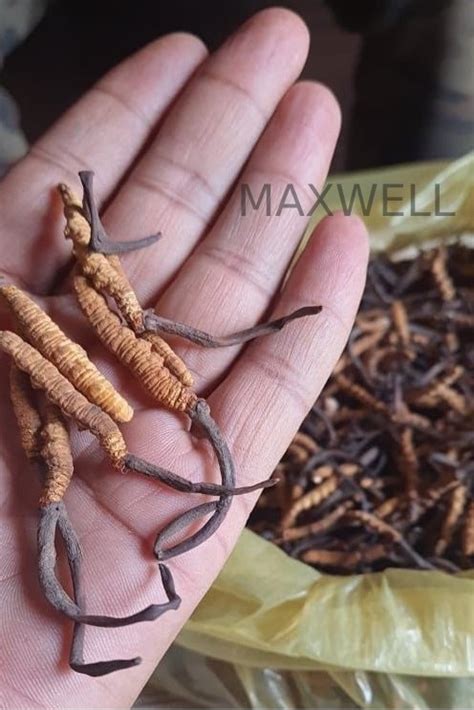 Chinese Caterpillar Fungus Cost In Hongkong Chinese Caterpillar Fungus Ophiocordyceps