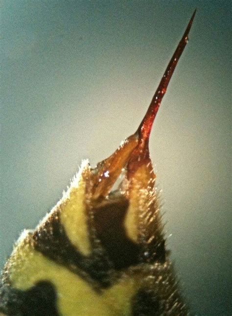 Wasp Stinger Microscope