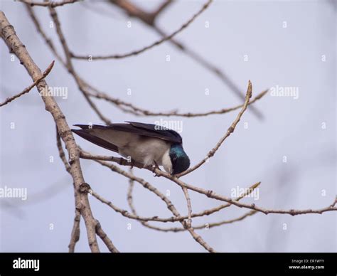 Spring Migration At The Park Stock Photo Alamy