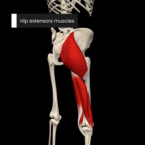 Anatomy Of The Hip Joint Bones Ligaments And Muscles Muscle And Motion Official Blog