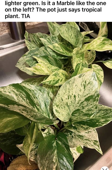 Quacks Like A Duck Rhouseplantscirclejerk