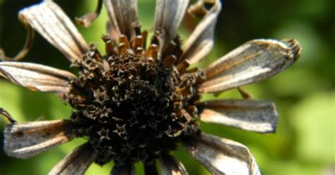 Black Eyed Susan Dead ~ Matt Mitchell Hot Orthodoxy