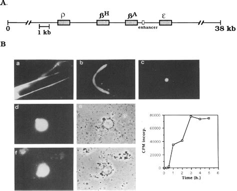 Figure 1 From Regulated Expression Of The Beta Globin Gene Locus In Synthetic Nuclei Semantic