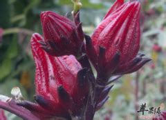 洛神花泡茶不适合哪些人饮用 苹果绿