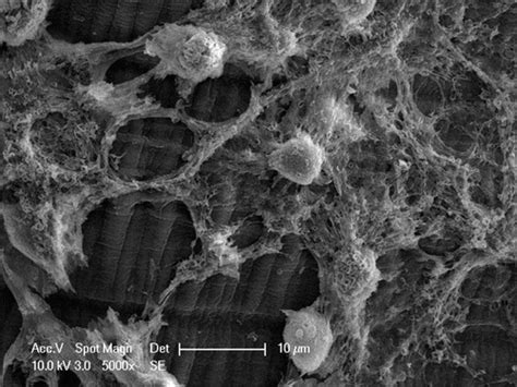 Acs Biomaterials Science And Engineering Vol 7 No 3 Acs Publications