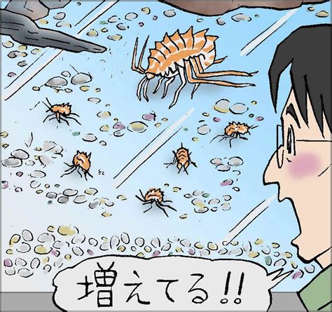 315世界初バイカルヨコエビの幼体展示 琵琶湖博物館 金尾滋史中日新聞Web
